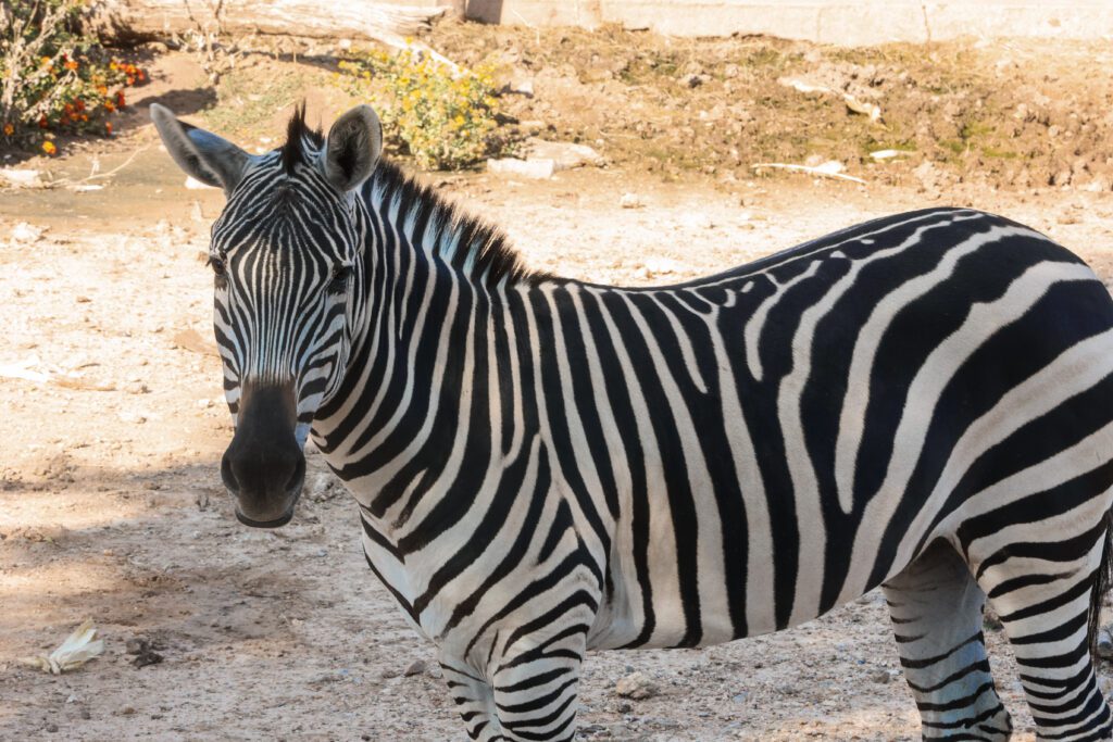 All About Zebras | Abilene Zoo Animals