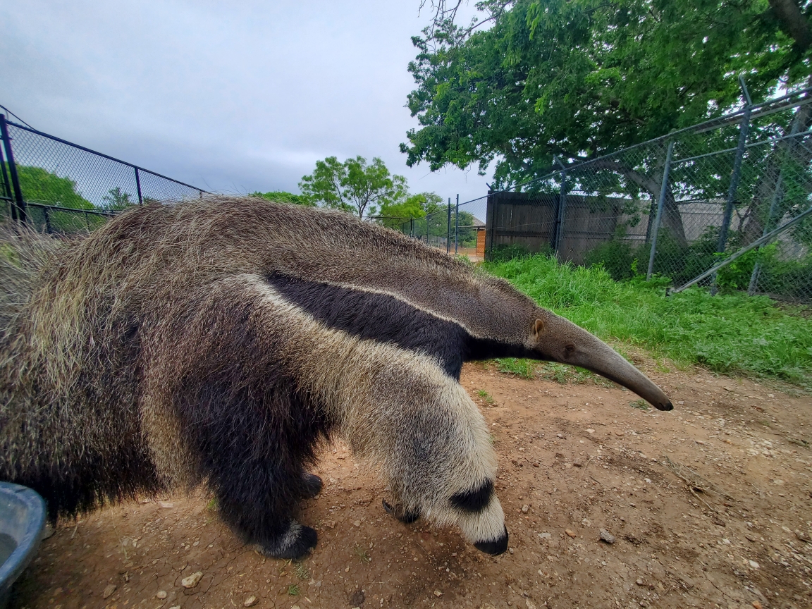 Giant Anteater | Abilene Zoo Animals