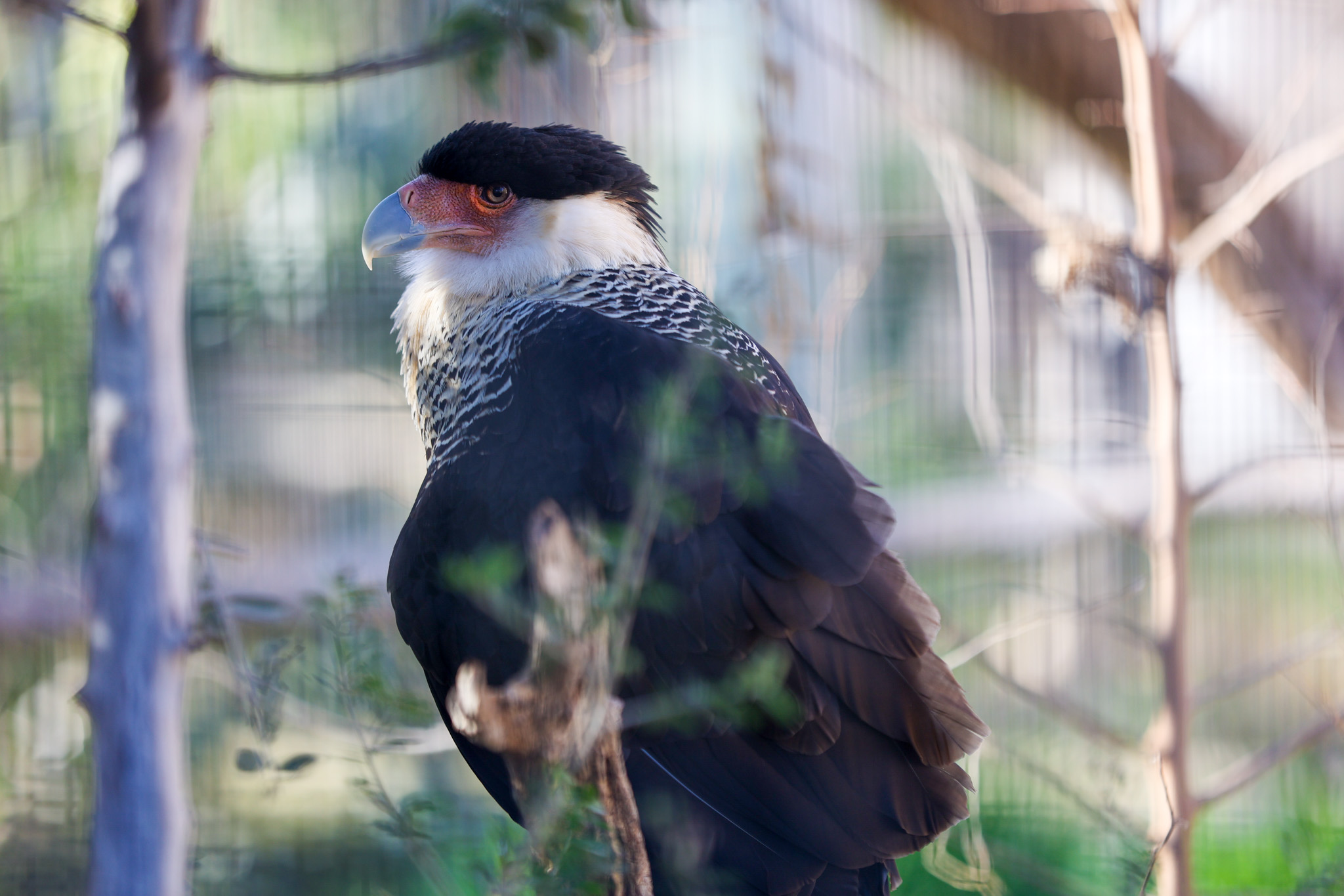 Crested Caracara Southern Crested Caracara (Caracara Plancus)