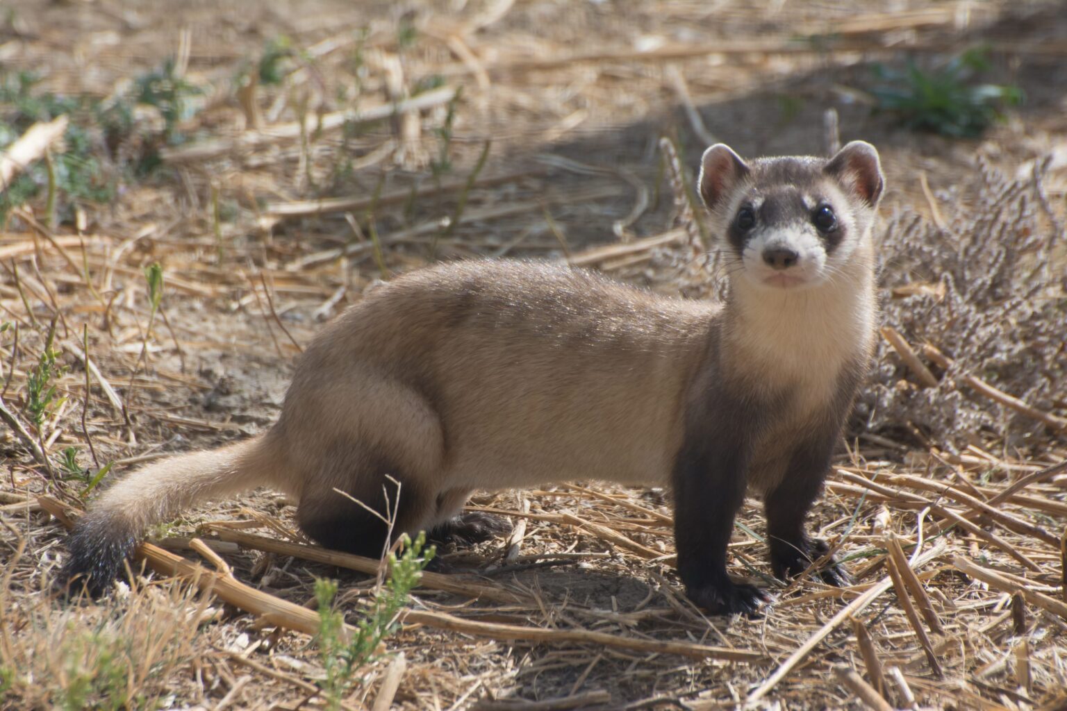 The Black-footed Ferret | Abilene Zoo Animals