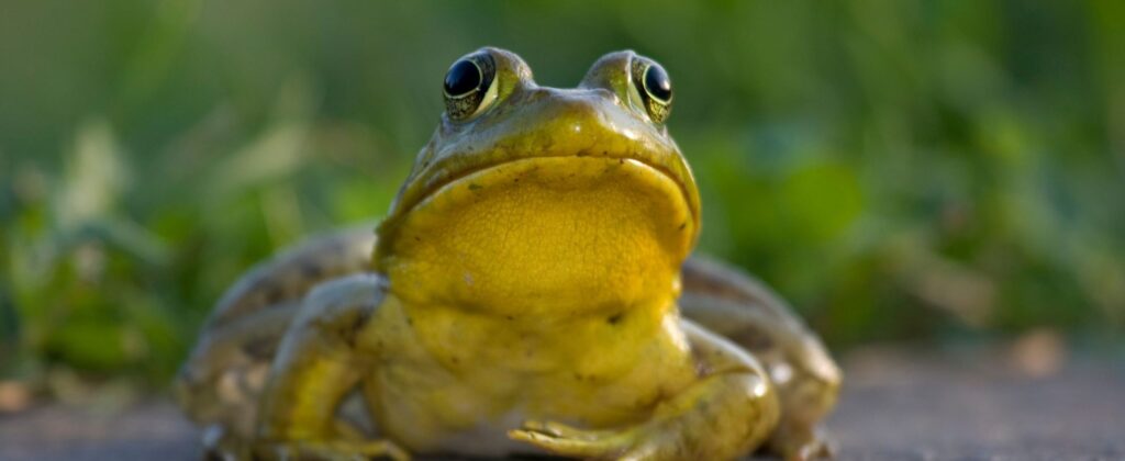 North American Bullfrog | Abilene Zoo Animals