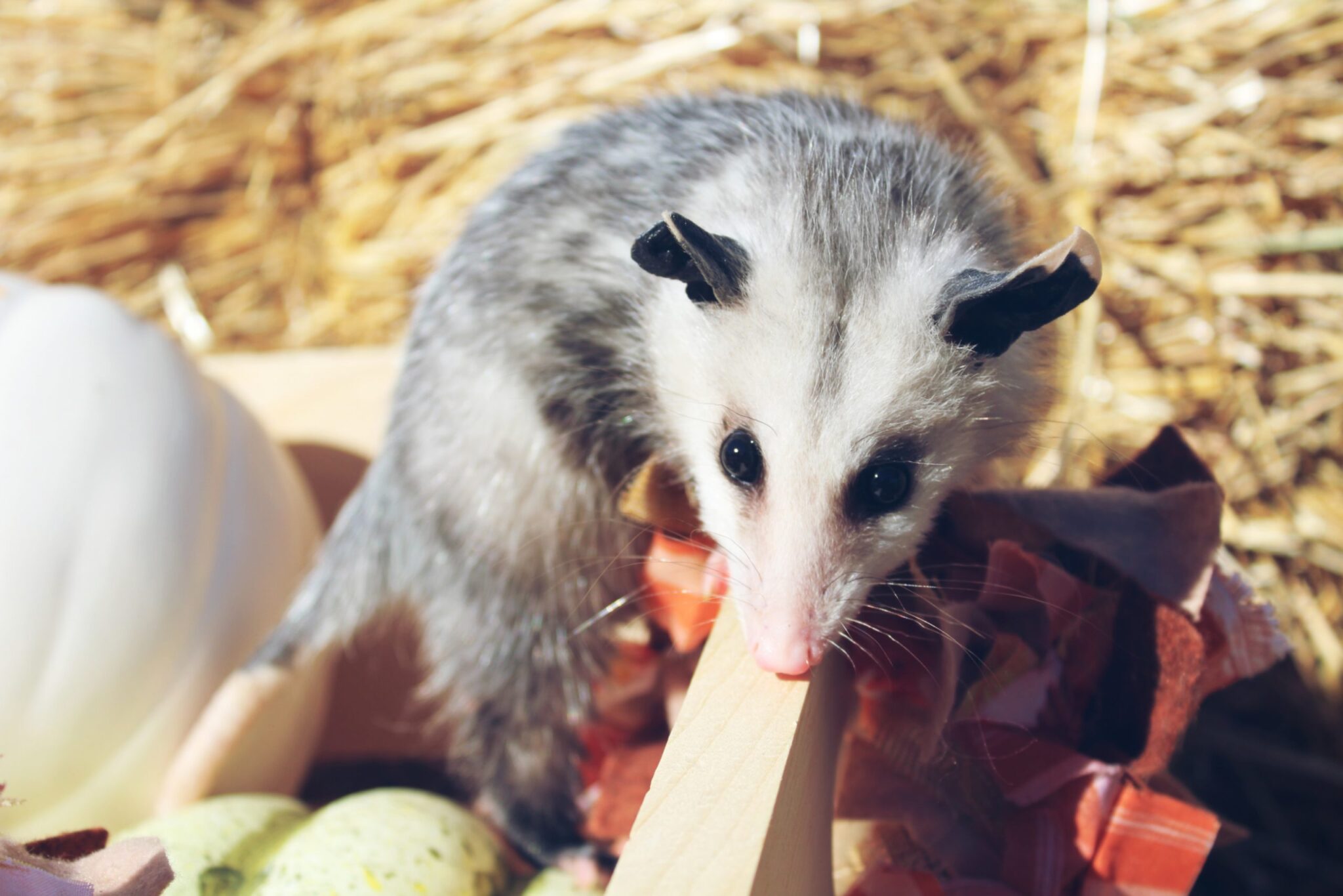 All About the Virginia Opossum | Abilene Zoo Animals