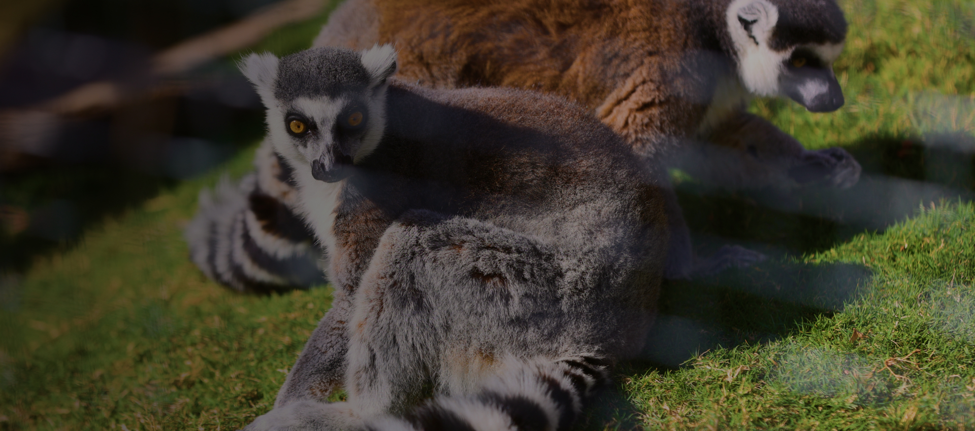Host Unforgettable Events at Abilene Zoo
