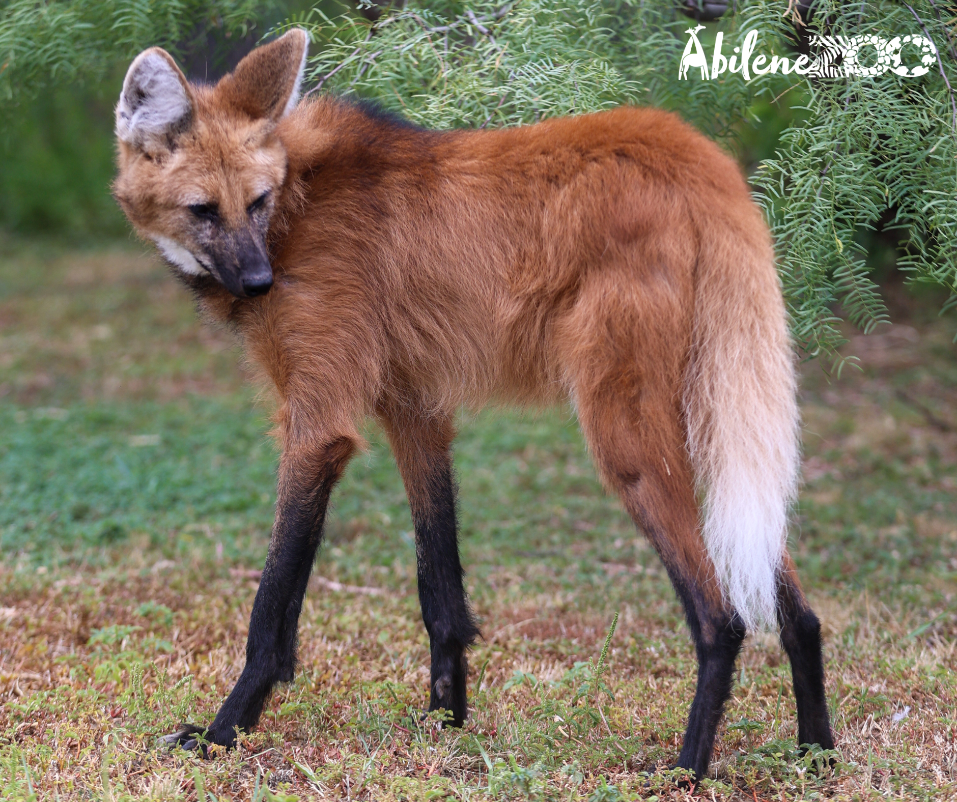 Are Maned Wolves Endangered