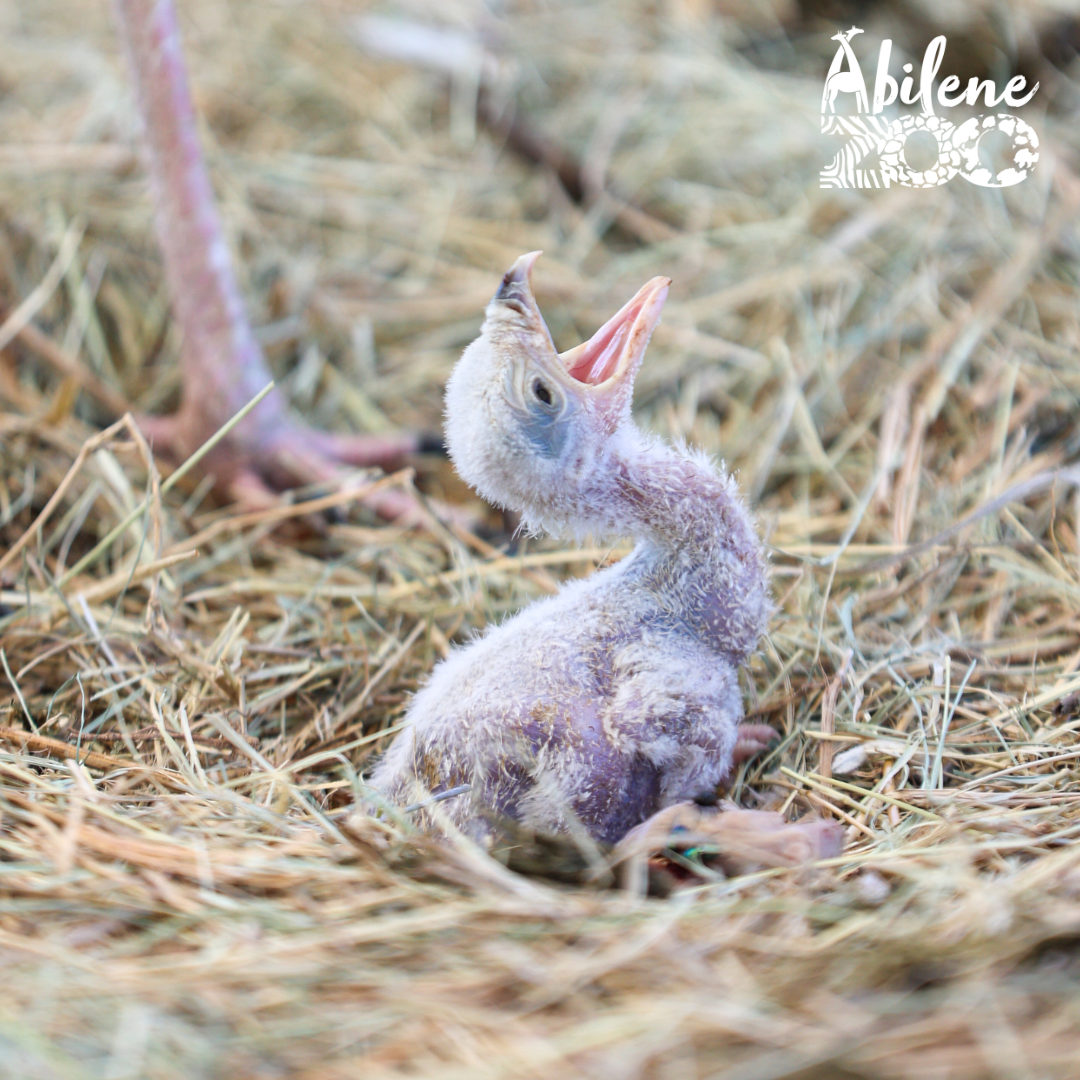 Rare Secretary Bird Chick Hatches at Abilene Zoo