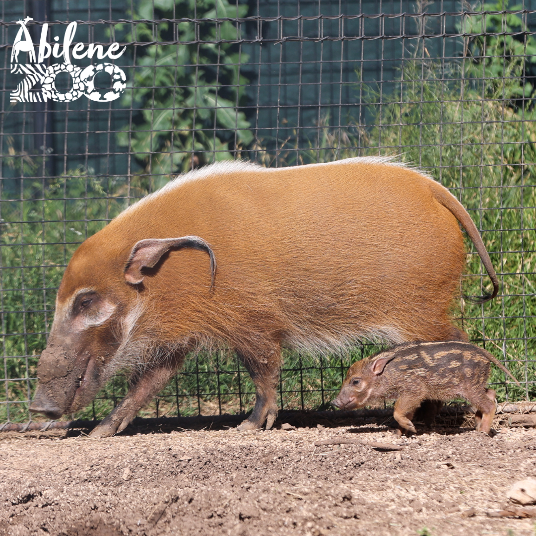 Abilene Zoo Welcomes New Red River Hog Piglet