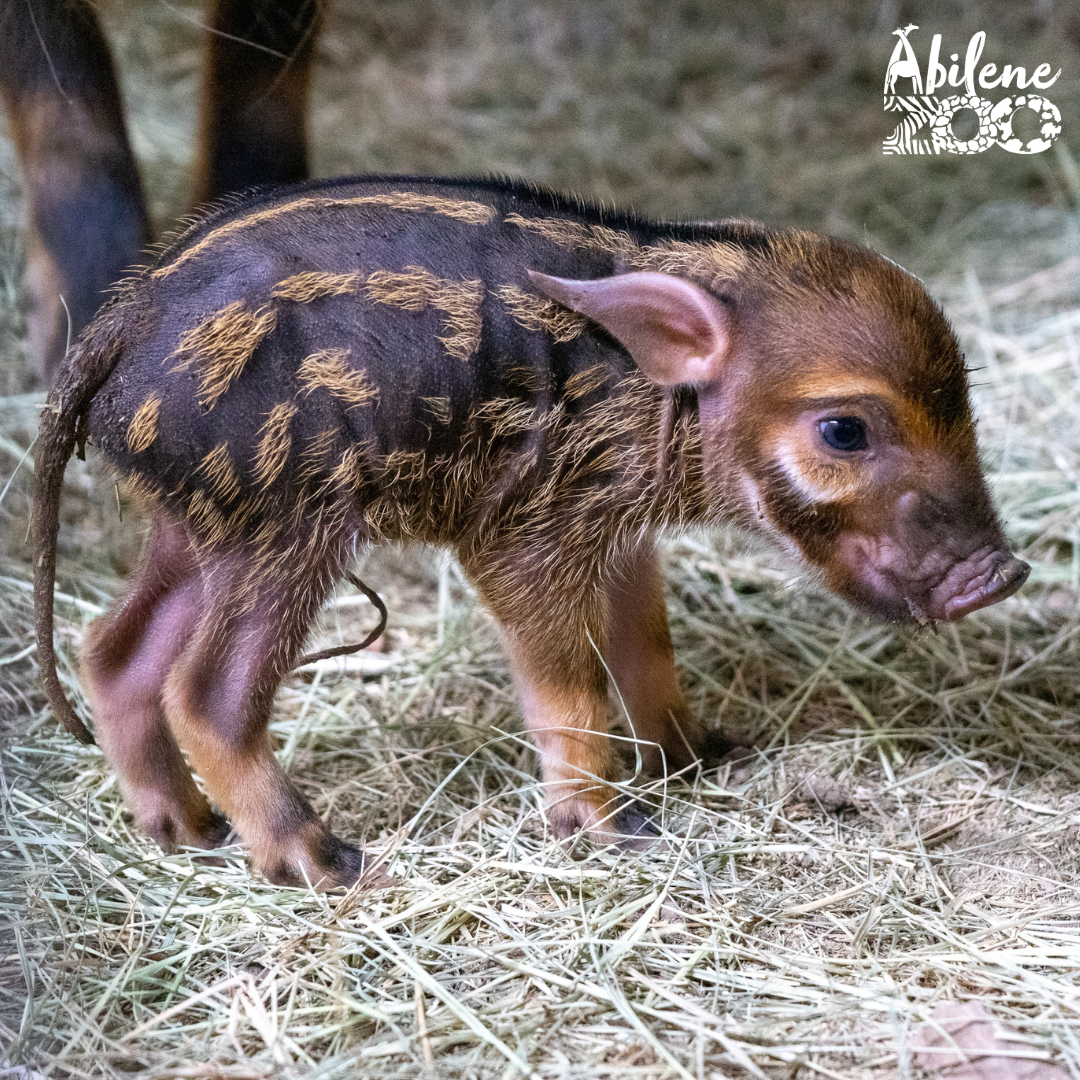 Abilene Zoo Welcomes New Red River Hog Piglet
