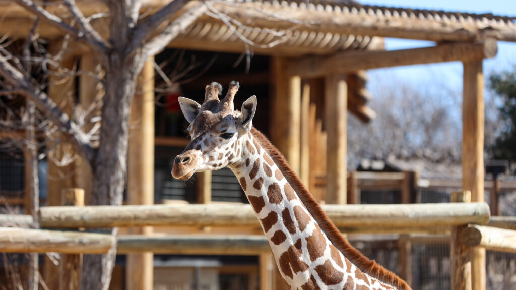 A Heartfelt Goodbye - Abilene Zoo