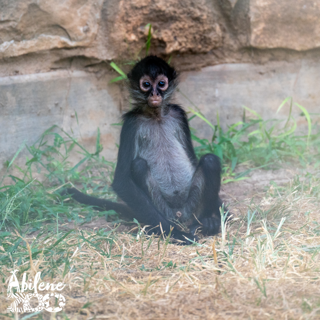 Abilene Zoo Welcomes Four Baby Spider Monkeys