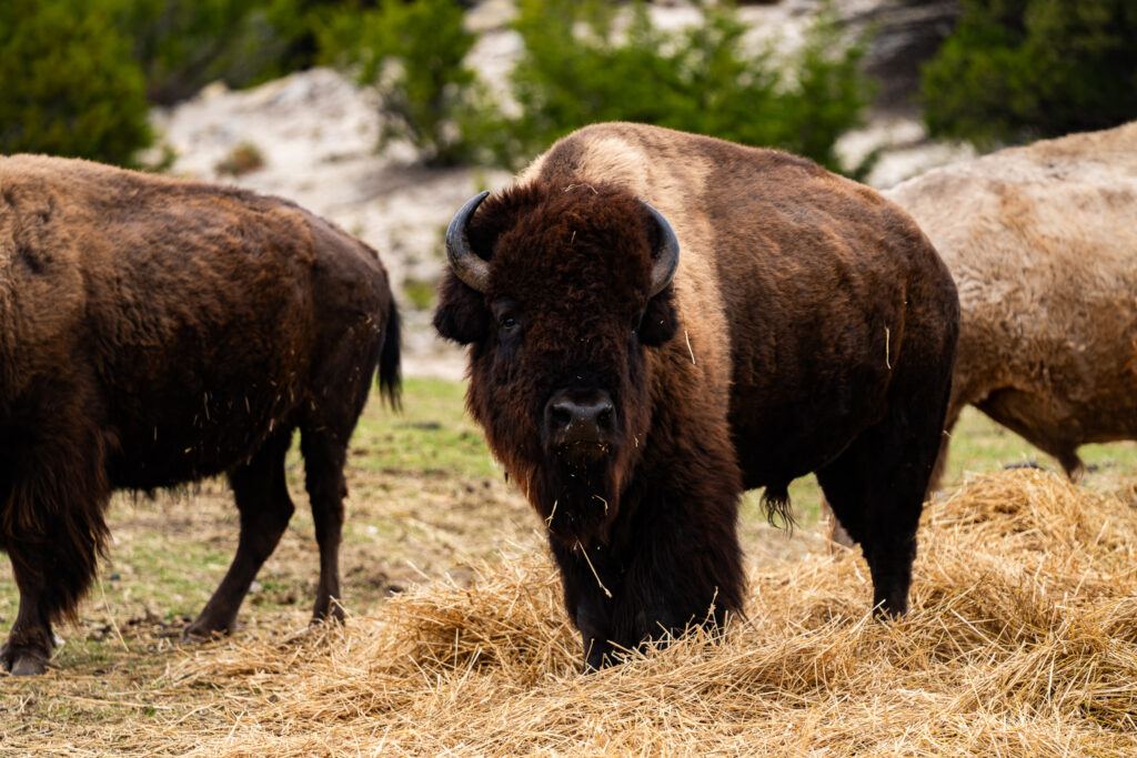 American Bison | Abilene Zoo Animals