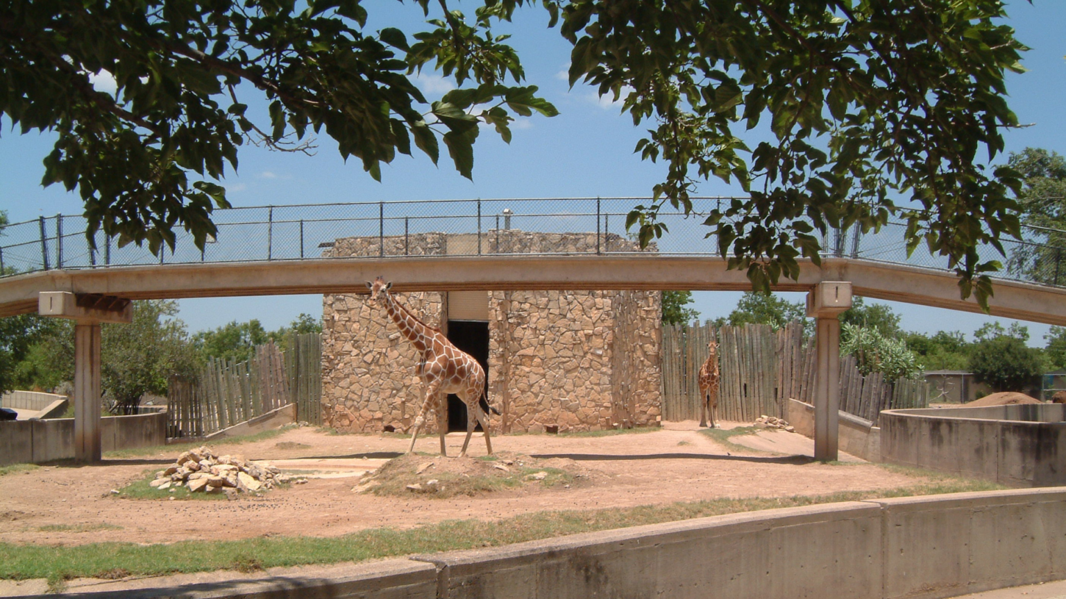 Abilene Zoo Mourns the Passing of Beloved Giraffe