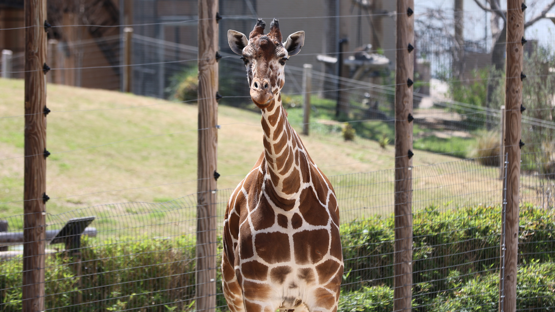 Abilene Zoo Mourns the Passing of Beloved Giraffe